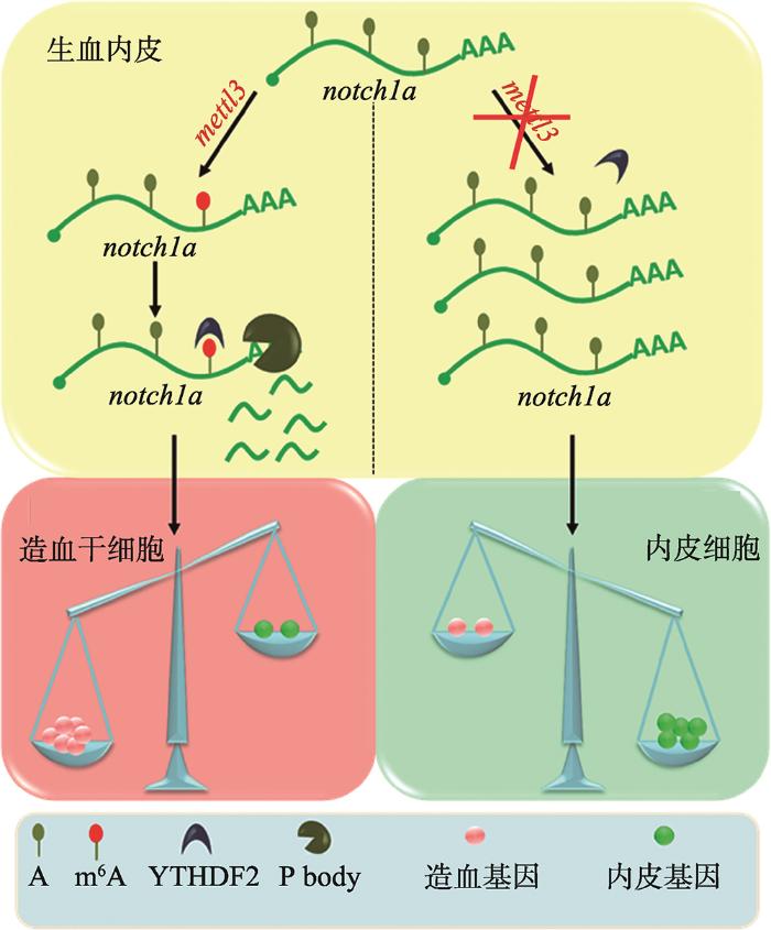 m6A甲基化修饰调控造血干细胞命运决定